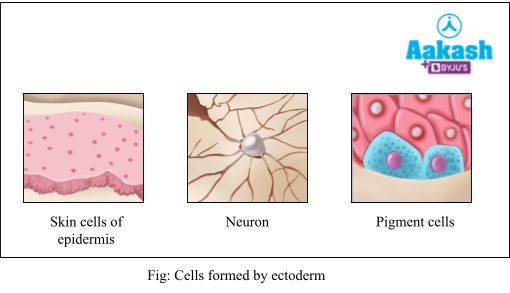 Pregnancy and Embryonic Development: Gastrulation, Ectoderm & Parturition | AESL
